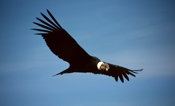 Cóndor Andino | 2025