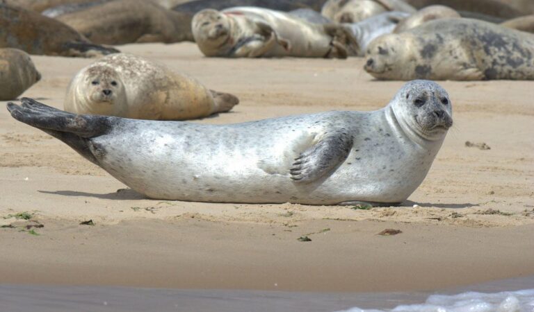 Curiosidades - Wiki Animales