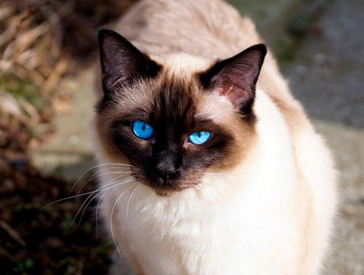 Gato Balinés - Descripción, Hábitat, Dieta y Datos