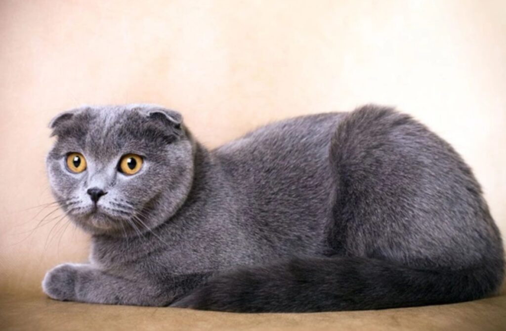 Gatos - Wiki Animales