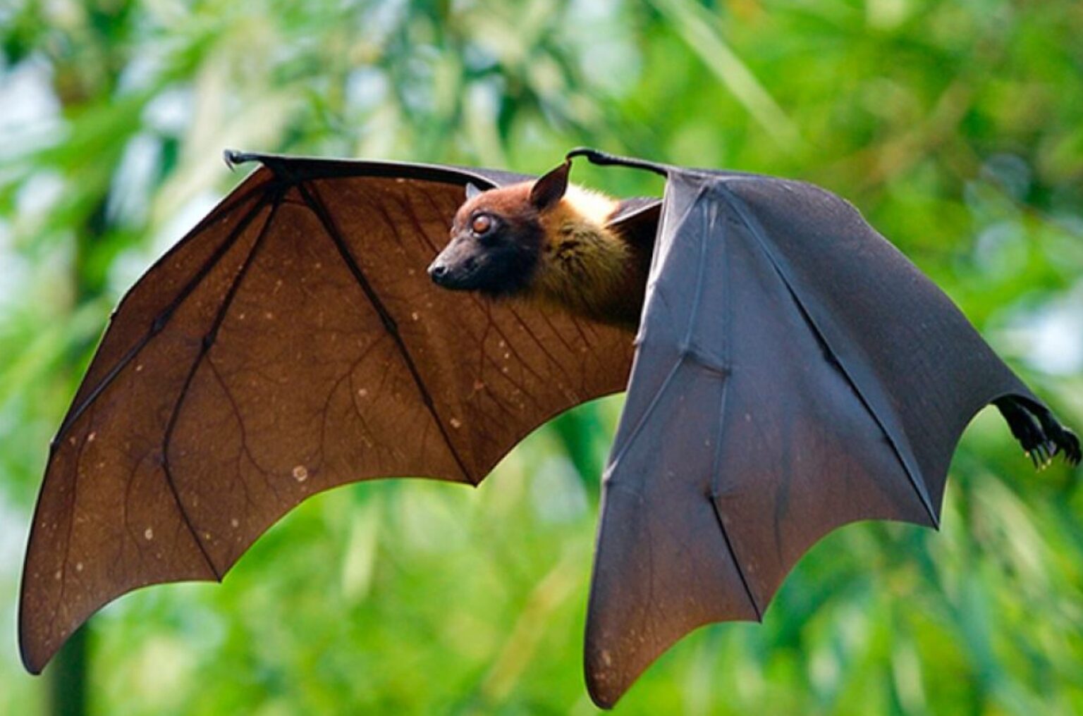 Mamíferos Voladores - Ejemplos Y Tipos - Descripción, Hábitat, Dieta y ...