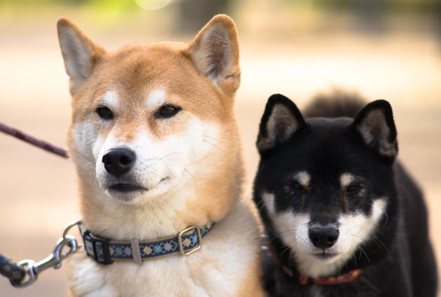 Belleza - Wiki Animales