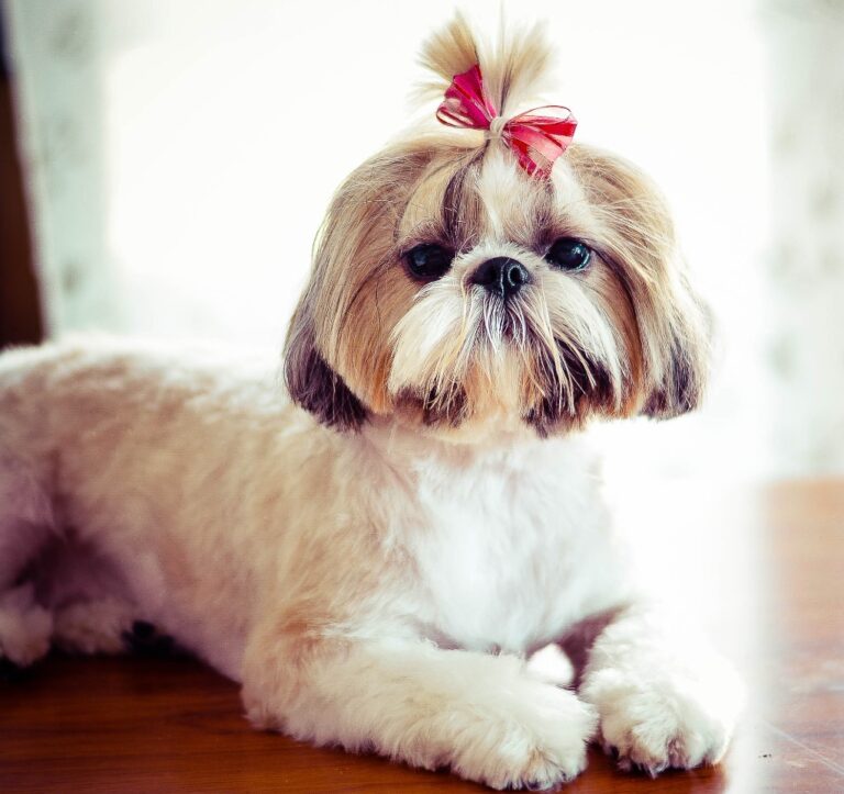 7 Cortes De Pelo De Shih Tzu Con Fotos - Descripción, Hábitat, Dieta y ...