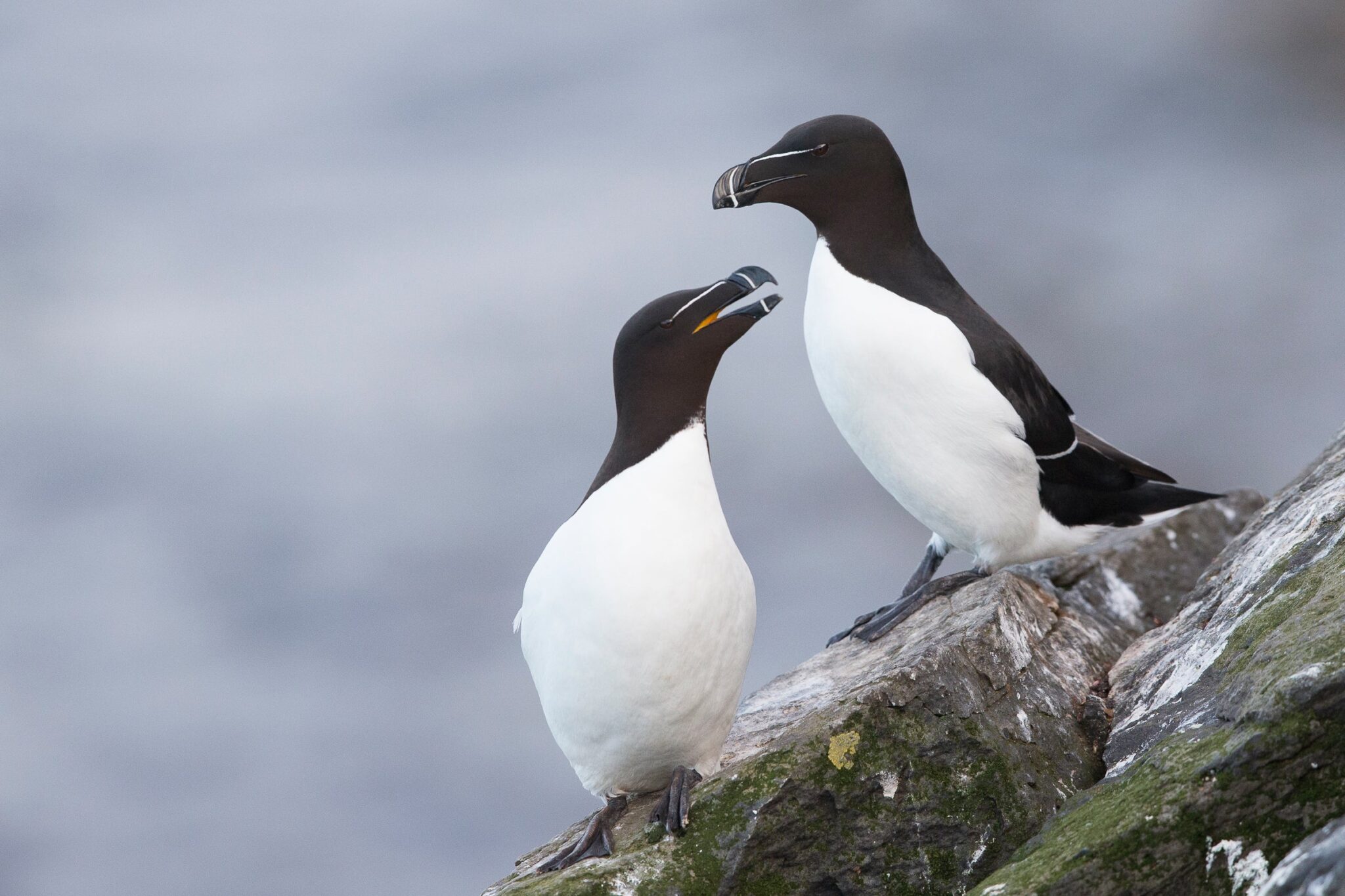 Animales - Wiki Animales