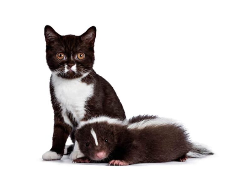 ¿Gato Rociado Por Una Mofeta? Esto Es Lo Que Necesitas Saber | 2025