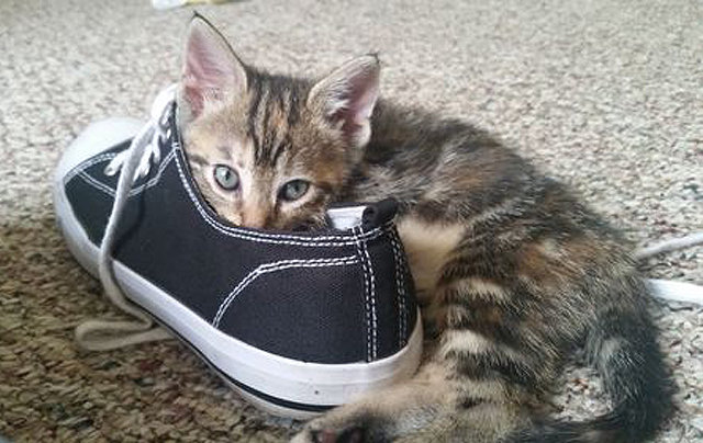 21 Fotos De Gatos Obsesionados Con Los Zapatos Que Te Harán Reír | 2026