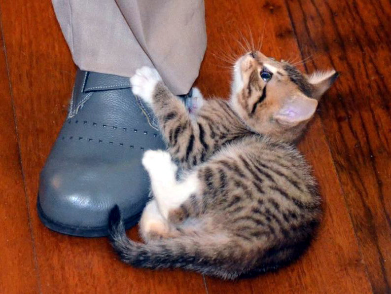 21 Fotos De Gatos Obsesionados Con Los Zapatos Que Te Harán Reír | 2026