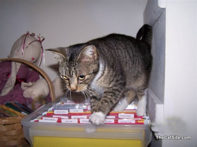 ¡Fotos Increíbles! ¡Los 31 Gatos Más útiles Que Jamás Hayas Visto! | 2026