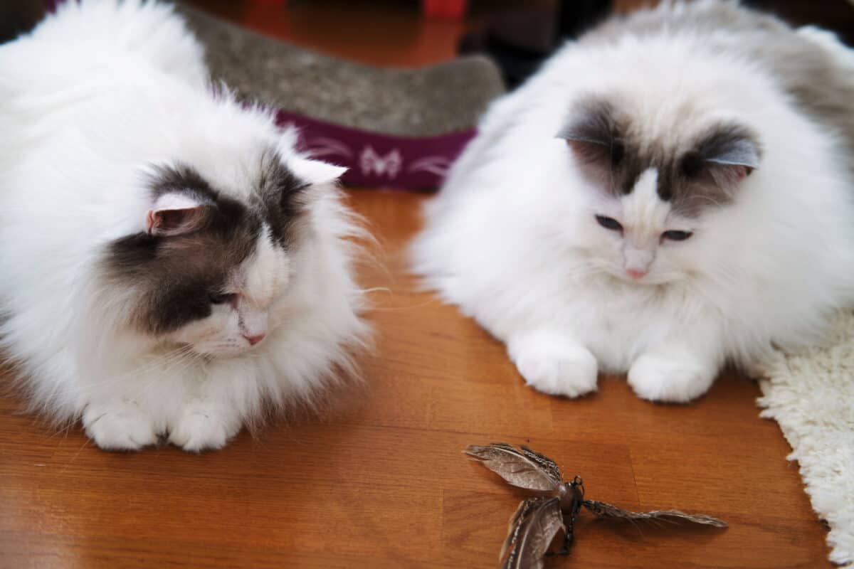 Gatos Ragdoll: Una Mirada en Profundidad | 2025