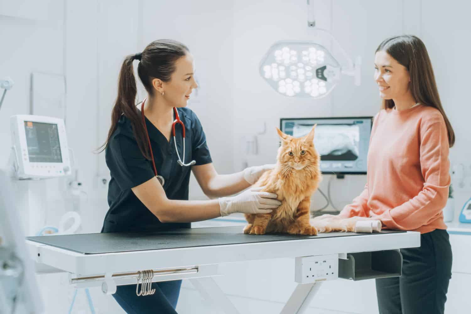 Cómo Hablar Con Su Veterinario: Construir Una Relación De Confianza ...