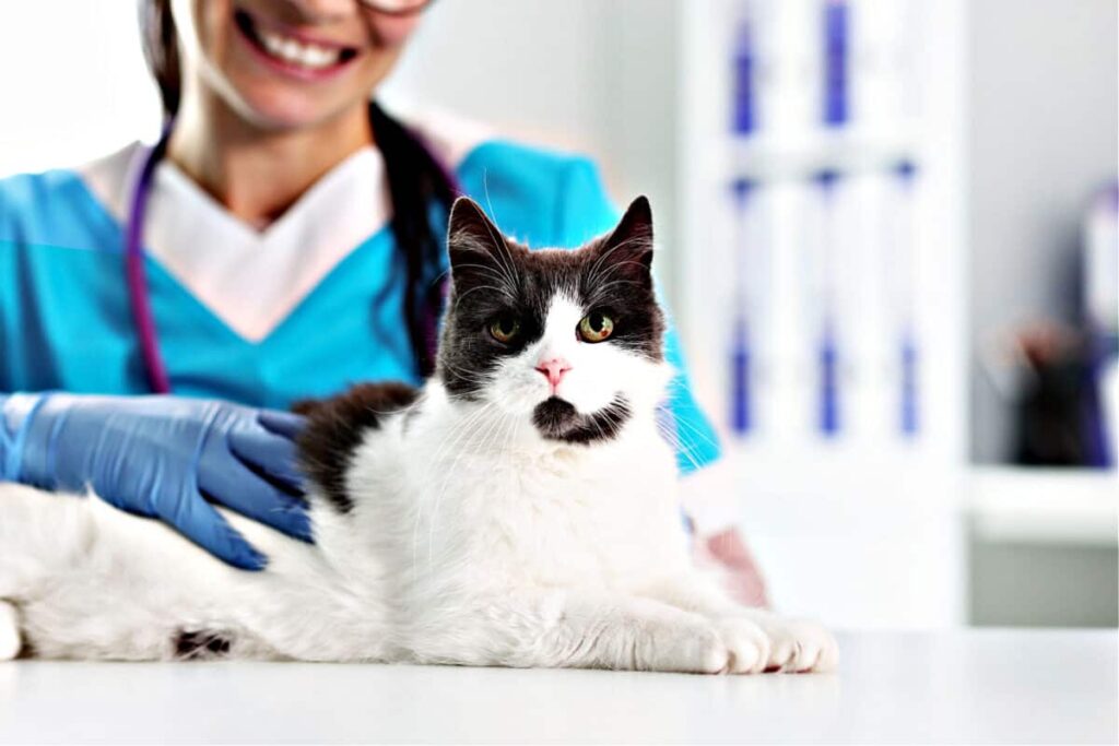 Esterilización Y Castración: Qué Preguntar Antes De La Cirugía | 2026