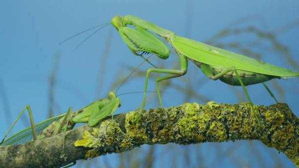 ¿Cómo Se Reproducen Las Mantis Religiosas? | 2025