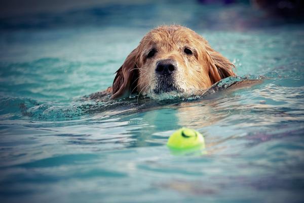 ¿Todos Los Perros Pueden Nadar? - Razas Más Adaptadas Al Agua | 2026