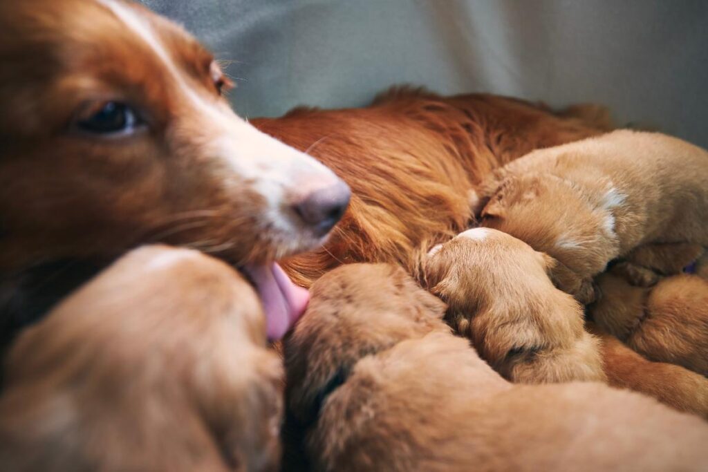 Mantener Un Cachorro Con La Madre Perro | 2024