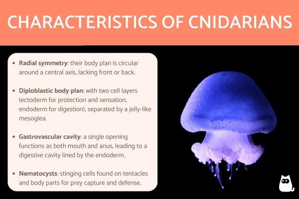 ¿Qué Son Los Cnidarios? - Tipos Y Características | 2025