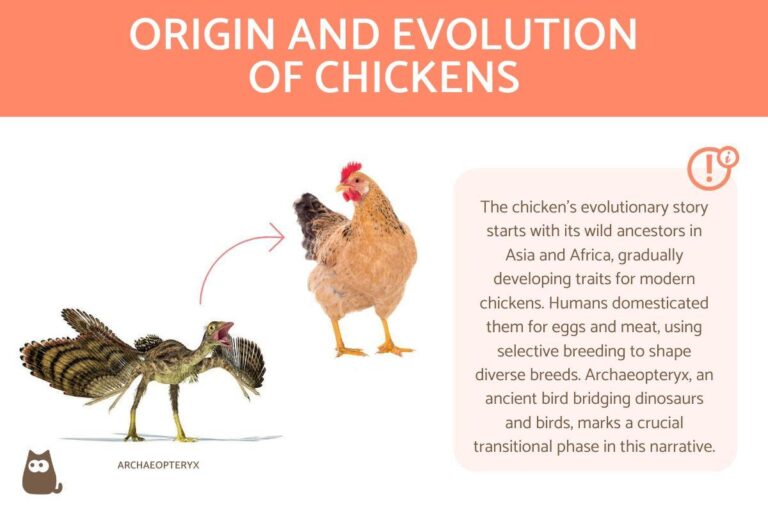 Los Orígenes Y La Evolución De Los Pollos | 2024
