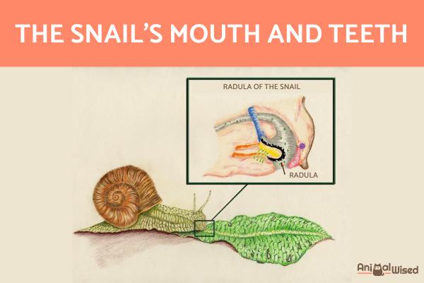 ¿Cuántos Dientes Tiene Un Caracol? | 2026