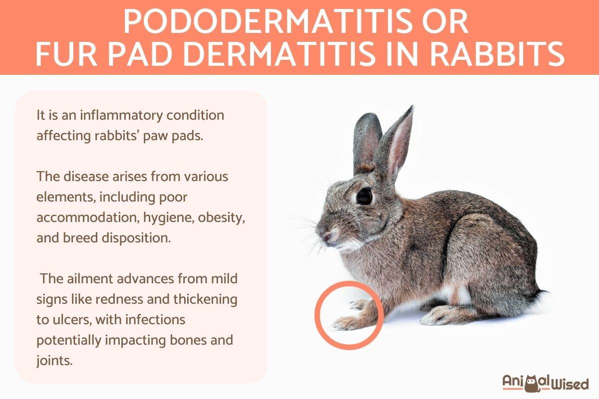 ¿Qué Es La Pododermatitis en Conejos? | 2024