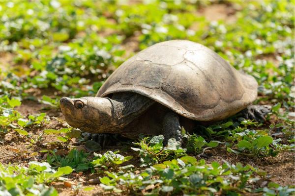 Tipos De Especies De Tortugas De Río | 2025