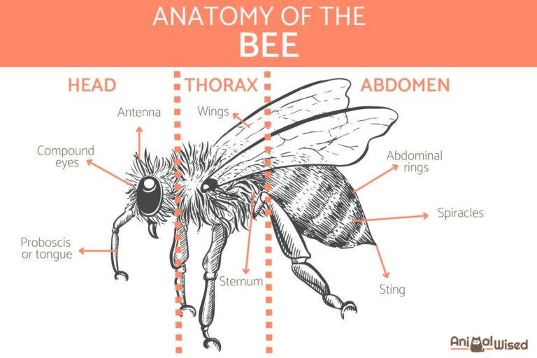 ¿Cuáles Son Las Partes De La Abeja? | 2024
