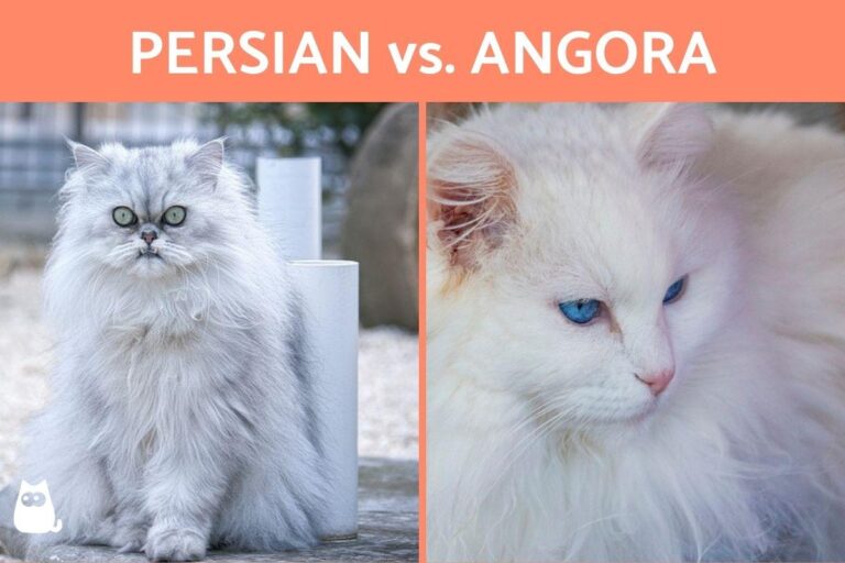 Diferencias Entre Un Gato Persa Y Un Gato De Angora | 2025
