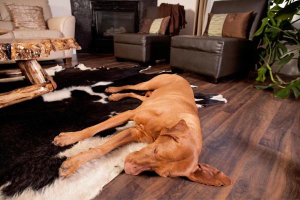 ¿Por Qué Mi Perro Está Tan Cansado? - Letargo en Perros | 2025