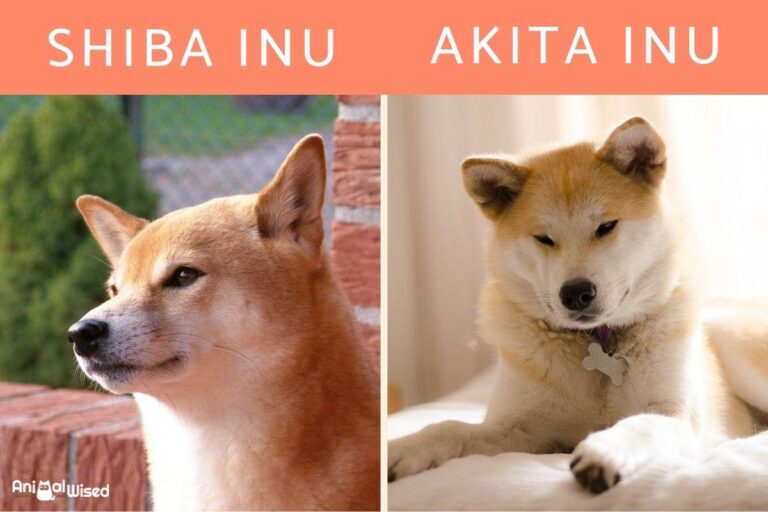 Diferencias Entre Un Shiba Inu Y Un Akita Inu | 2025