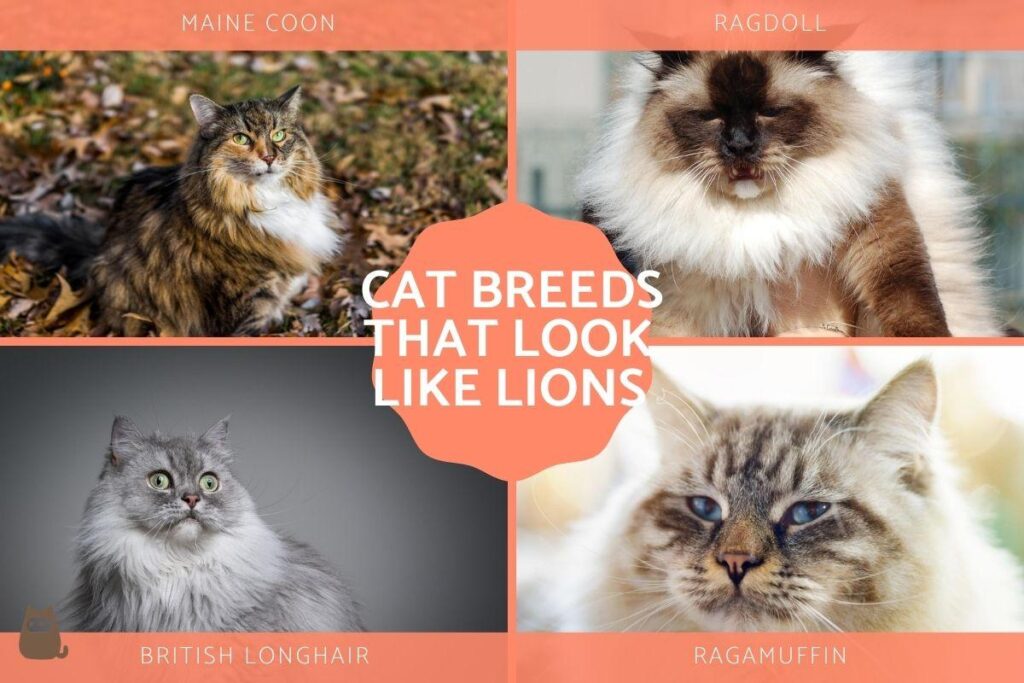 Las Razas De Gatos Más Bonitas Del Mundo | 2025