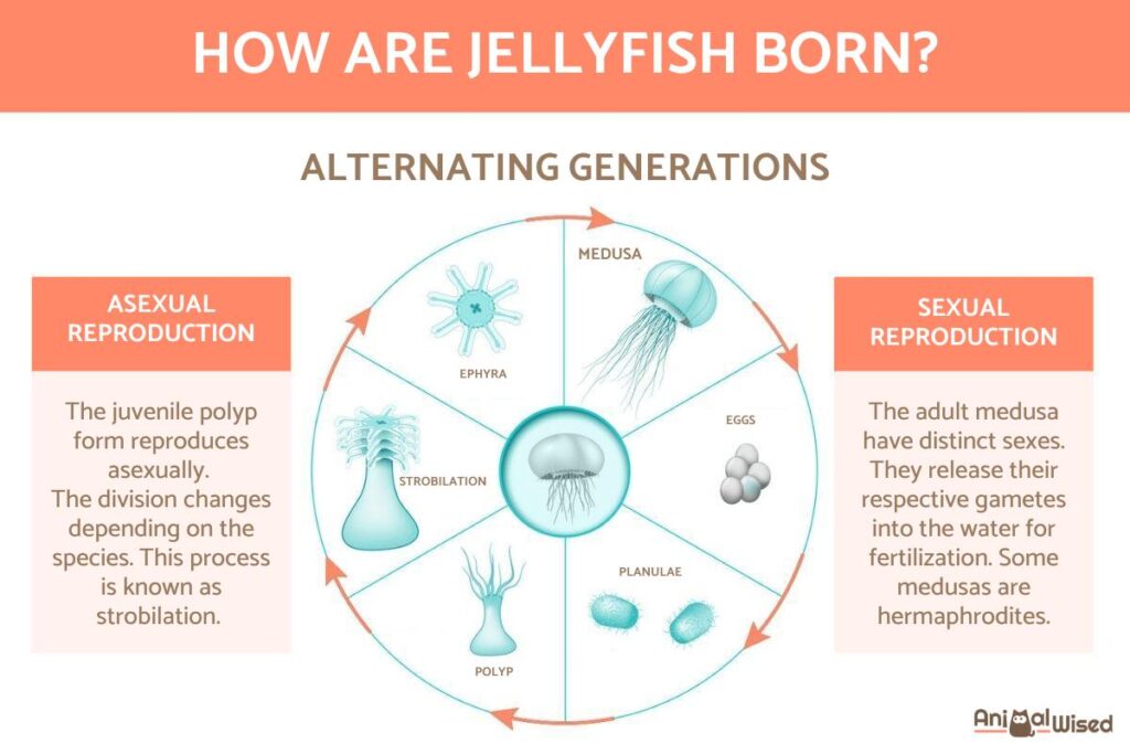 ¿Cómo Nacen Las Medusas? - Reproducción De Medusas | 2023