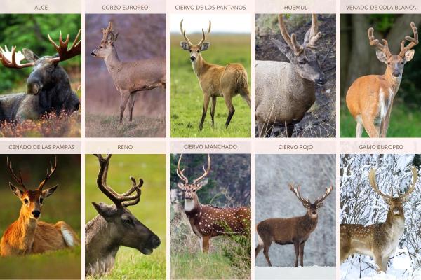 ¿Qué Es La Caída De Astas? | 2025