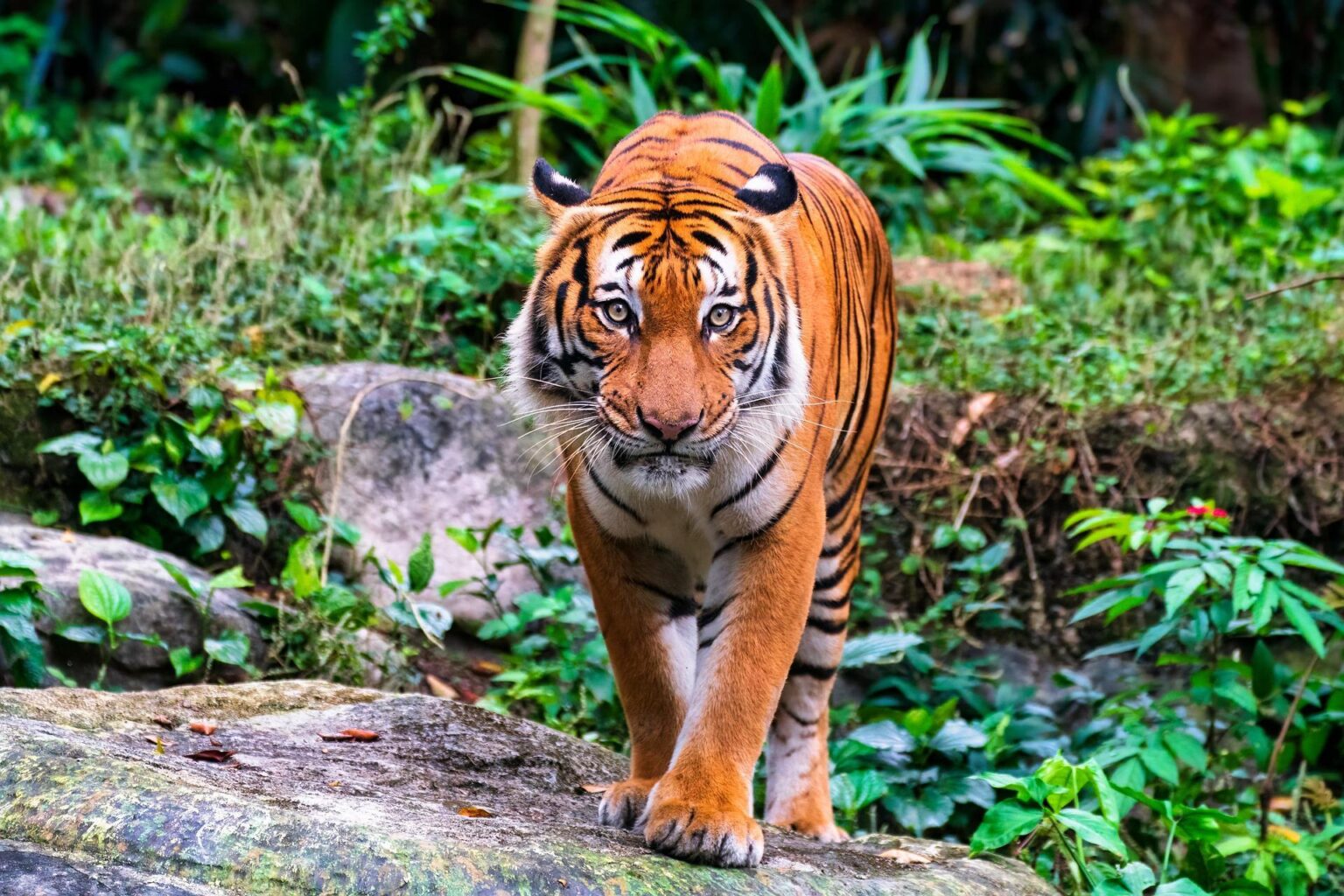 Datos Sobre Los Tigres: Subespecies, Hábitat Y Comportamiento | 2023