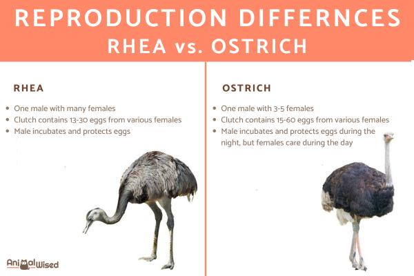 Diferencias Entre Un ñandú Y Un Avestruz | 2025