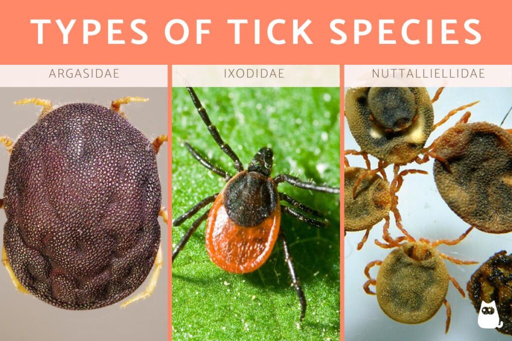 Diferentes Tipos De Garrapatas: Especies De Garrapatas | 2024