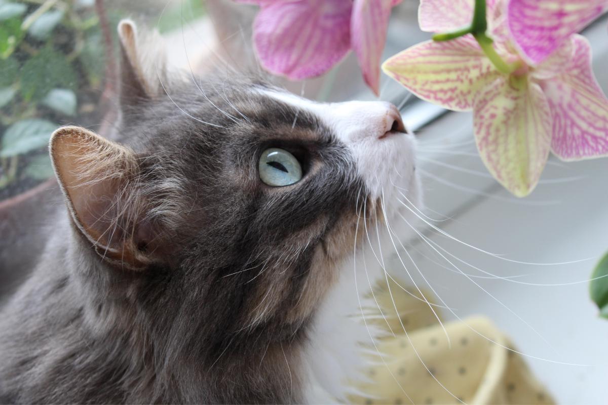 Sentido Del Olfato en Los Gatos: ¿Por Qué Es Importante El Olfato Para ...