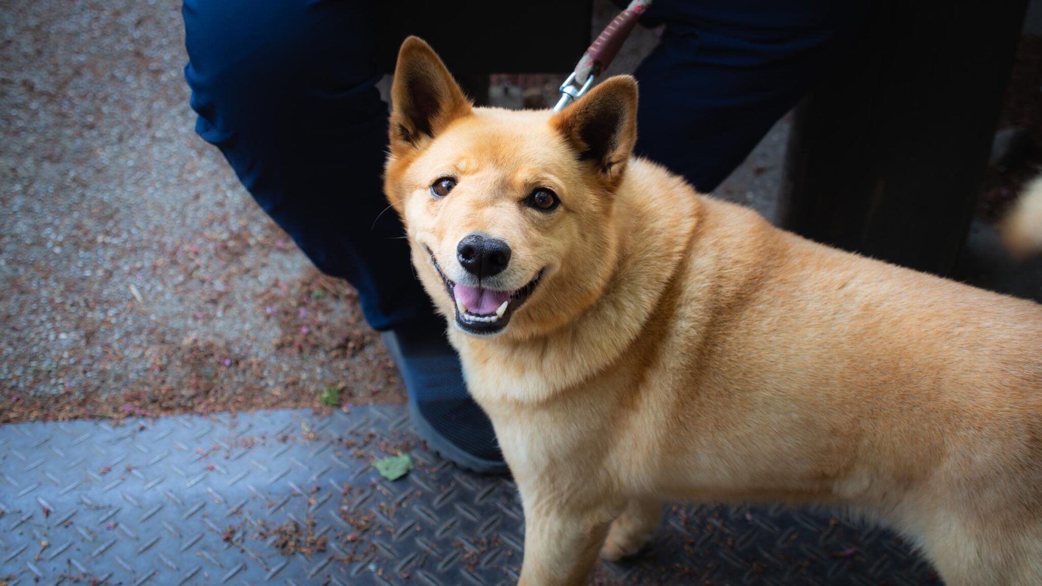 Absceso en Las Encías De Un Perro: Causas Y Tratamiento | 2024