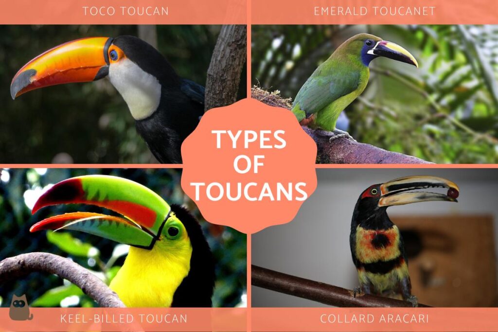 Tipos De Tucanes: Diferentes Especies De Tucanes | 2024