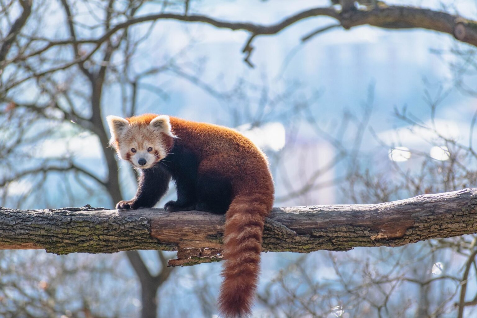 ¿Por Qué Está en Peligro El Panda Rojo? | 2024