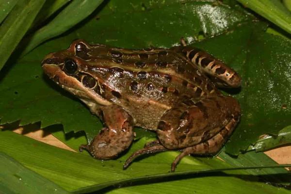 Los Anfibios Más Venenosos Del Mundo | 2026