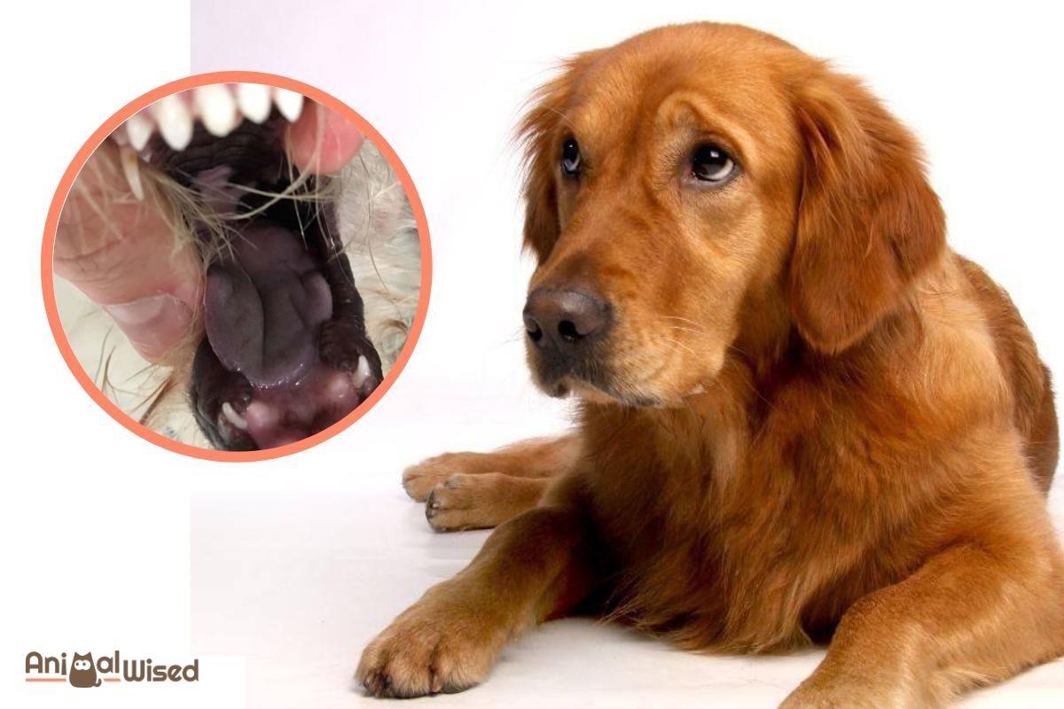 La Lengua De Mi Perro Se Está Poniendo Negra | 2024