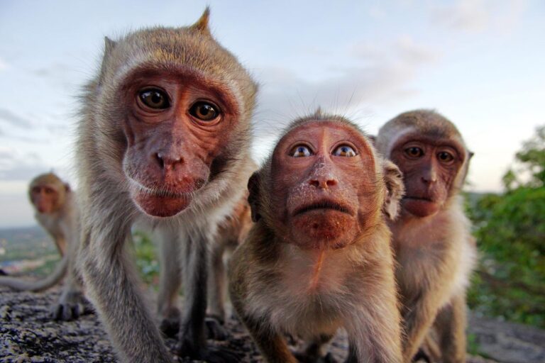 Monos Como Mascotas: Pautas Y Consejos Básicos | 2026