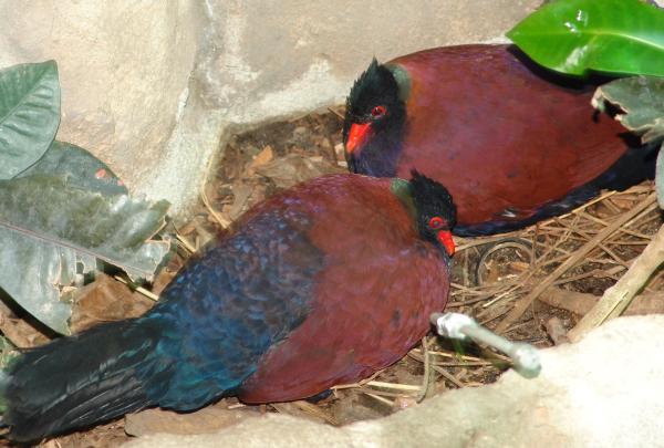 Diferentes Tipos De Palomas | 2026