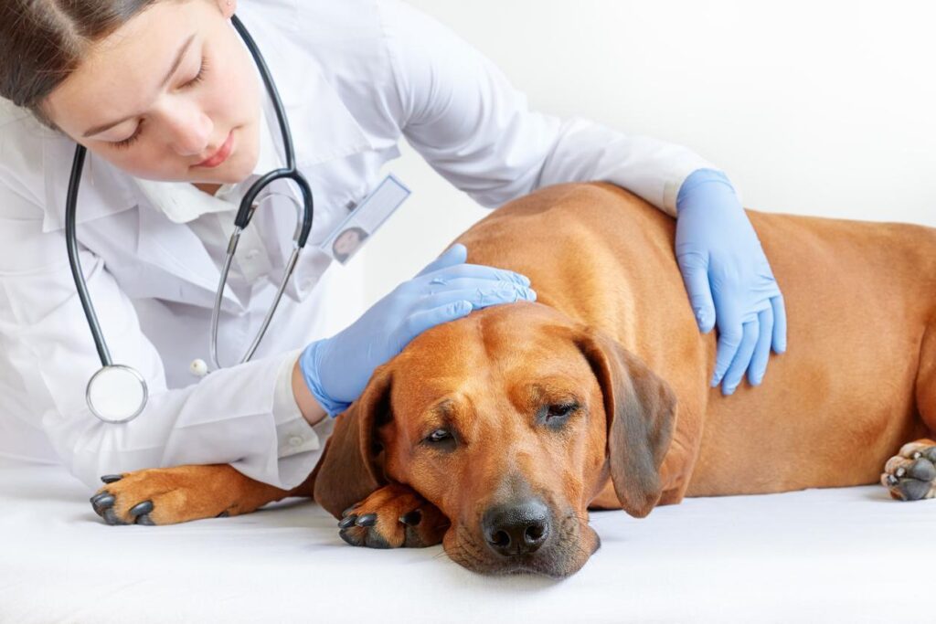 Colestasis en Perros: Síntomas, Causas Y Tratamiento | 2024