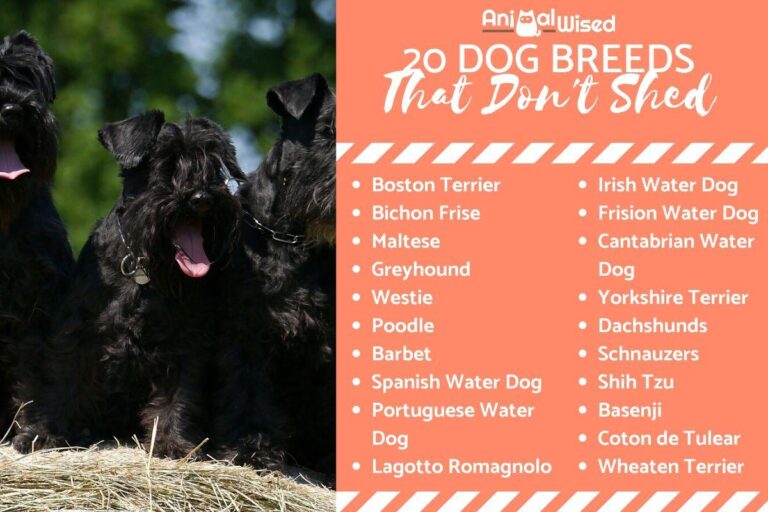 20 Razas De Perros Que No Pierden Pelo | 2026