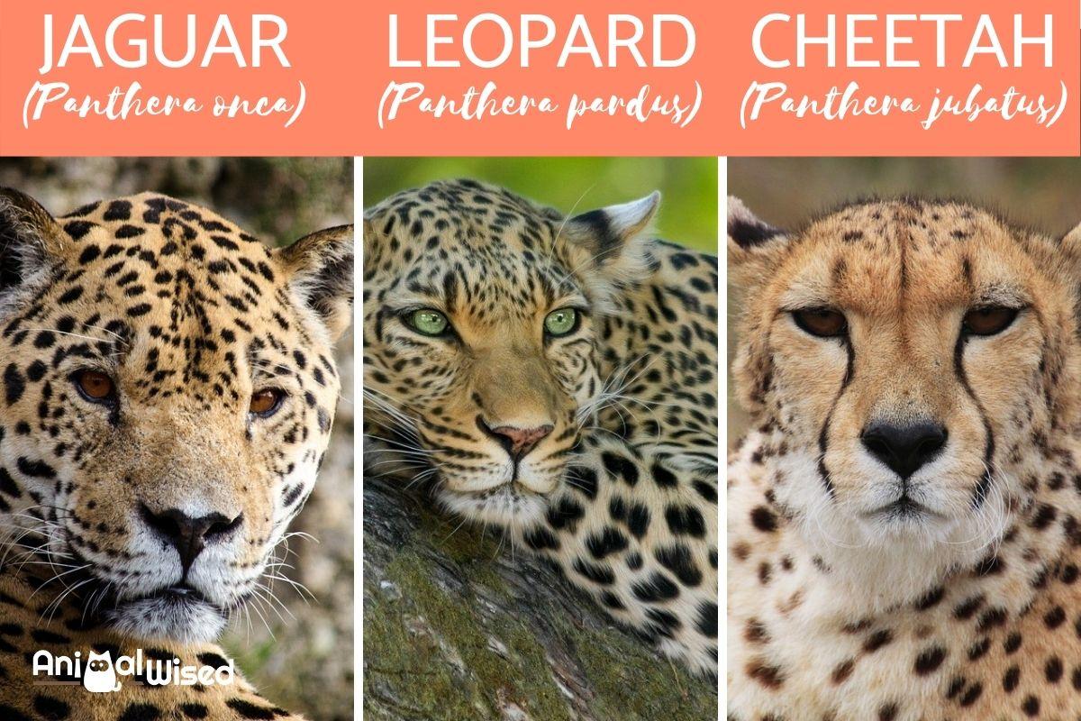 Diferencias Entre Un Jaguar, Un Guepardo Y Un Leopardo | 2024