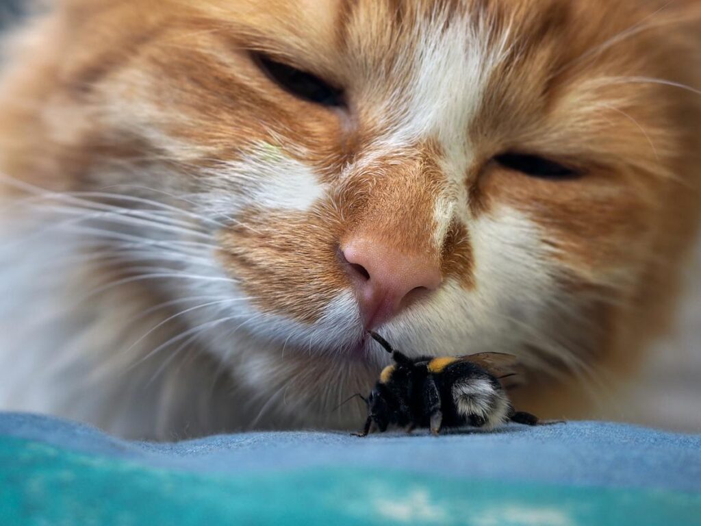 A Mi Gato Le Picó Una Abeja | 2024