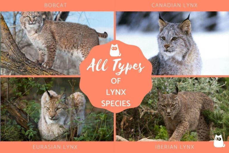 Todos Los Tipos De Especies De Lince Con Características | 2023
