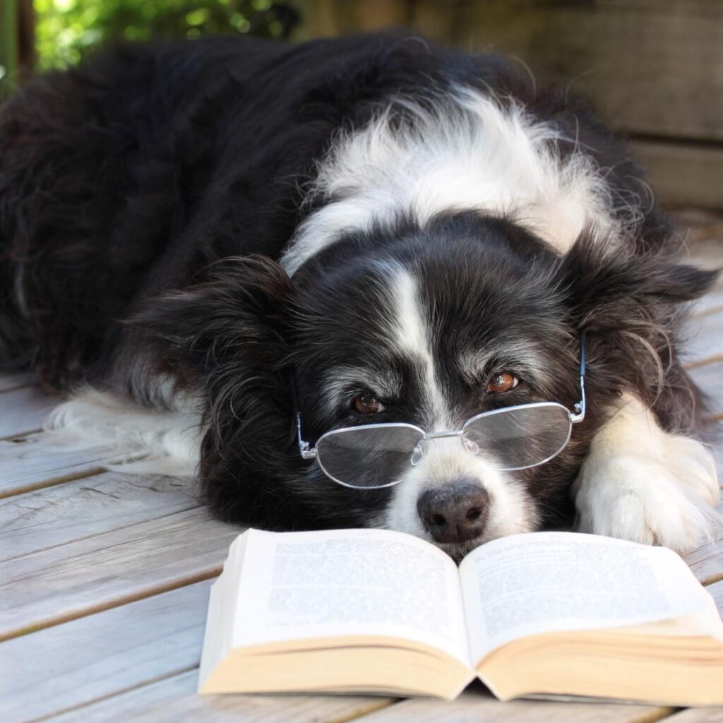 Las 5 Razas De Perros Más Inteligentes | 2026