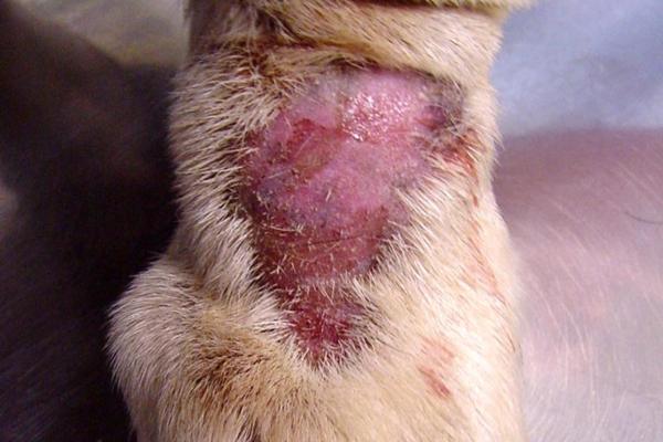 Tipos De Dermatitis en Perros: Causas Y Tratamiento | 2025