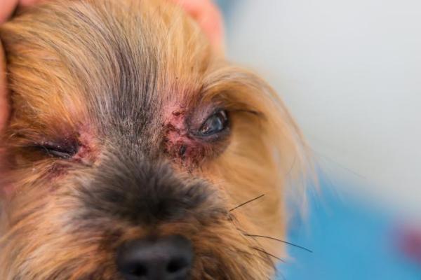 Tipos De Dermatitis en Perros: Causas Y Tratamiento | 2025