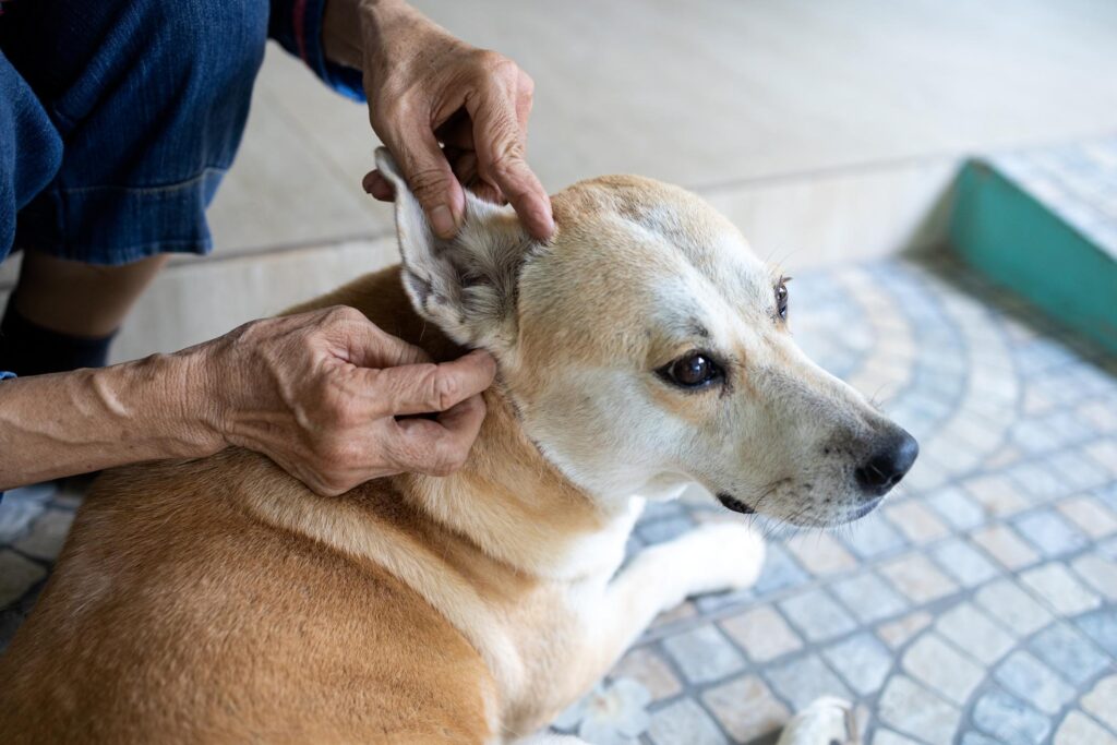 Golpe en La Oreja De Mi Perro - Hematoma De Oreja De Perro | 2023